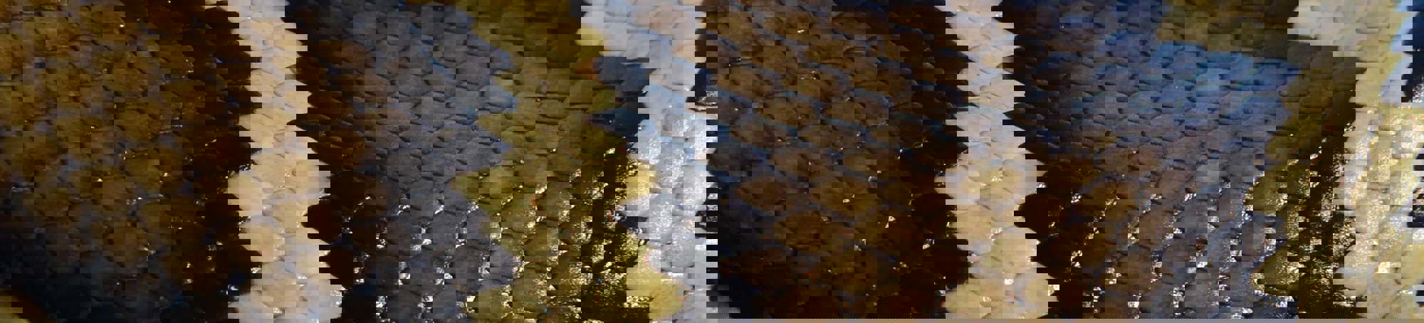 Control and Research FPCP