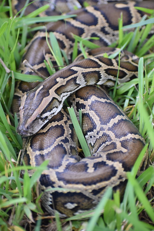 Invasive Python Problem FPCP
